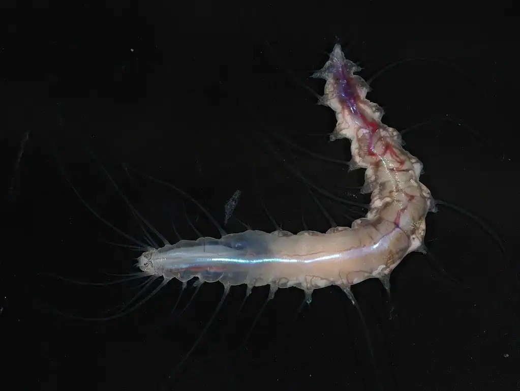 Scientists found over 1,100 new ocean species including a worm that ...