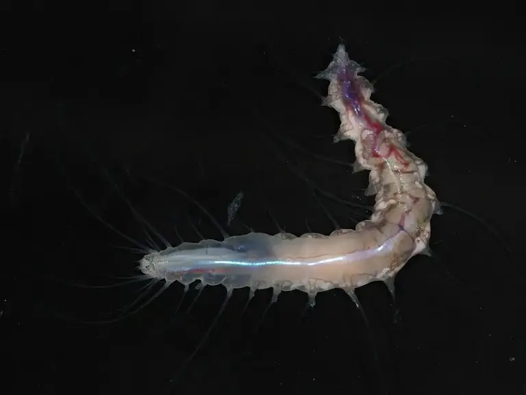 Scientists found over 1,100 new ocean species including a worm that ...