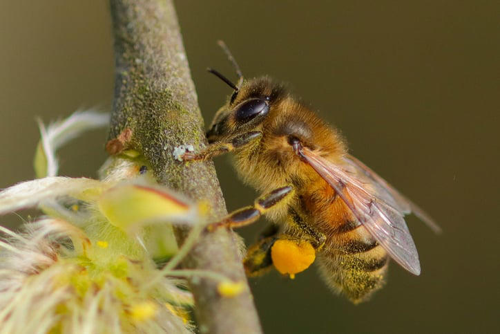 Bee losses hit crisis levels in 2026, expert warns | EUR exclusive