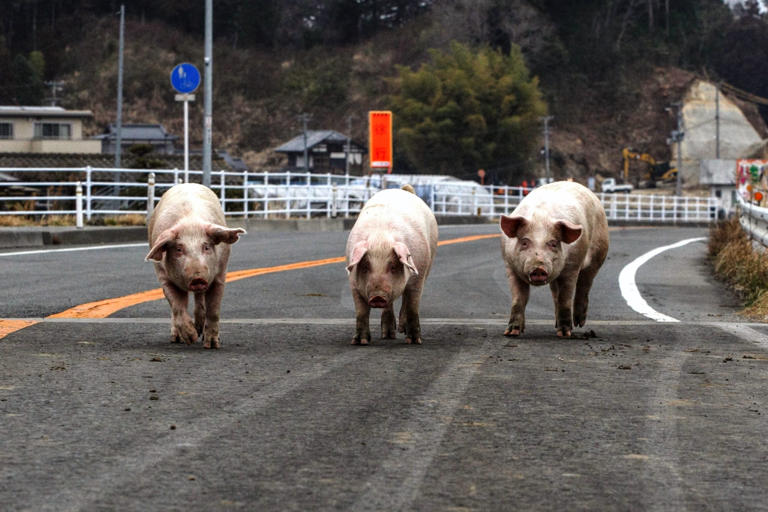 Hybrid 'mutant' pig population explodes following 2011 Japanese nuclear ...