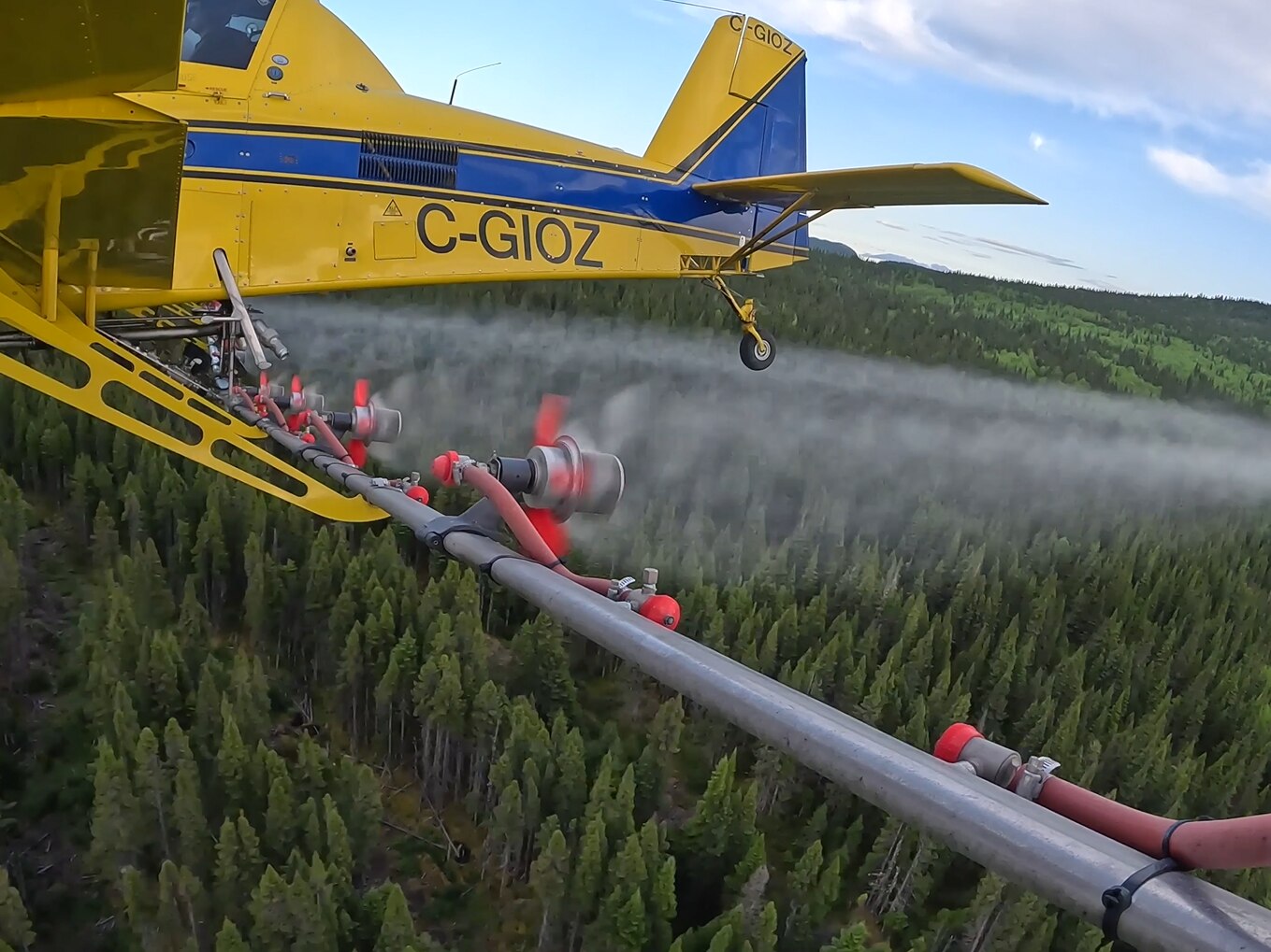 La superficie protégée contre la tordeuse chute de 90 000 à 20 000 hectares