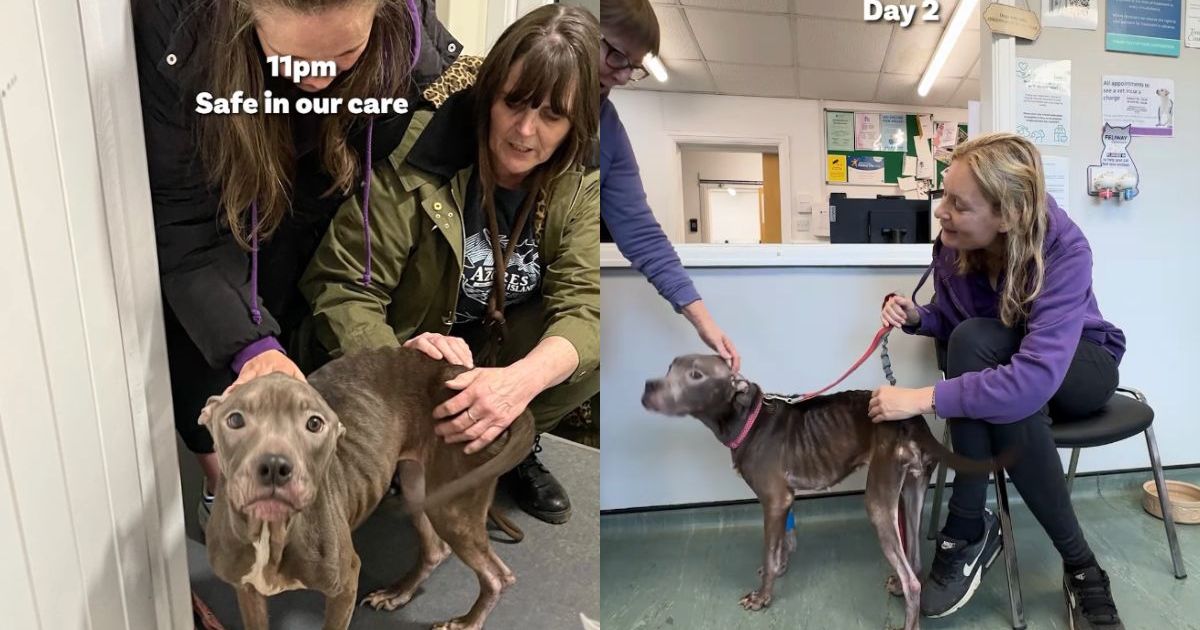 Abandoned rescue dog takes weeks to heal but wags tail like nothing ...