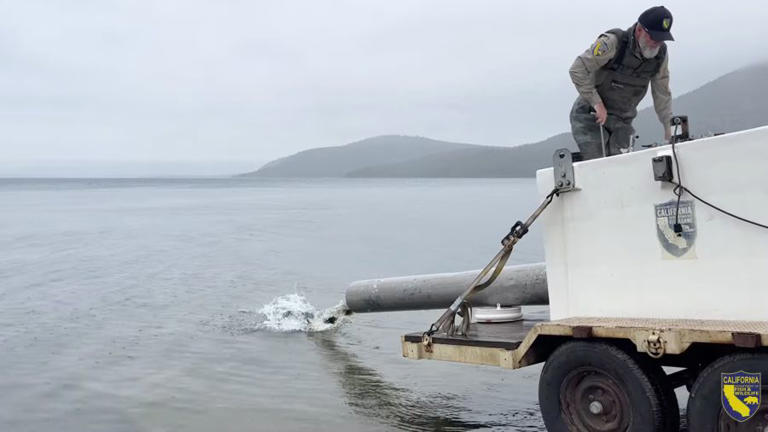 Nearly 6,000 rare rainbow trout rescued after getting stranded in ...