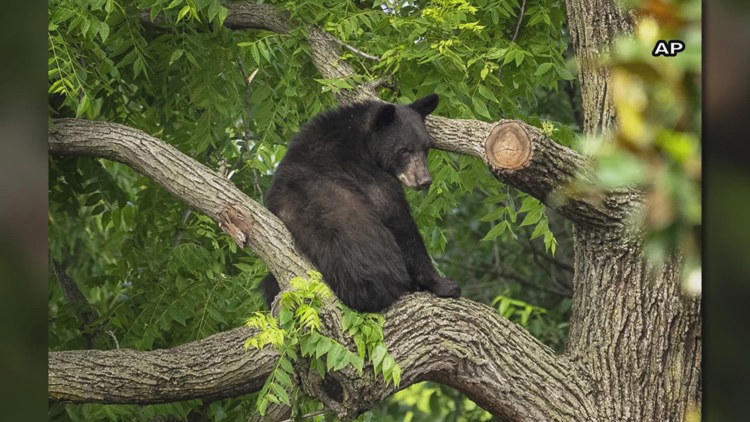 Northeast Iowa sees continued black bear activity as populations grow ...