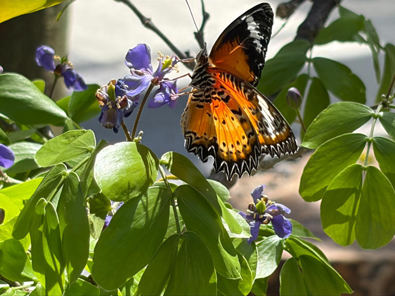 Lewis Ginter Botanical Garden completes $31 million expansion: 'A day ...