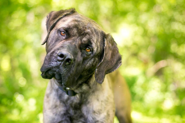 Dallas firefighters pull 195-lb mastiff from deep hole in dramatic rescue