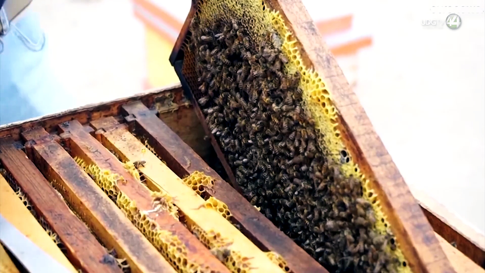 Apicultores alzan la voz por mortandad de colmenas en Día de la Abeja