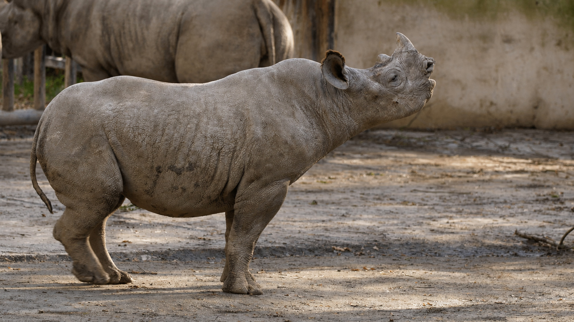 A young rhino quietly roamed through this protected area