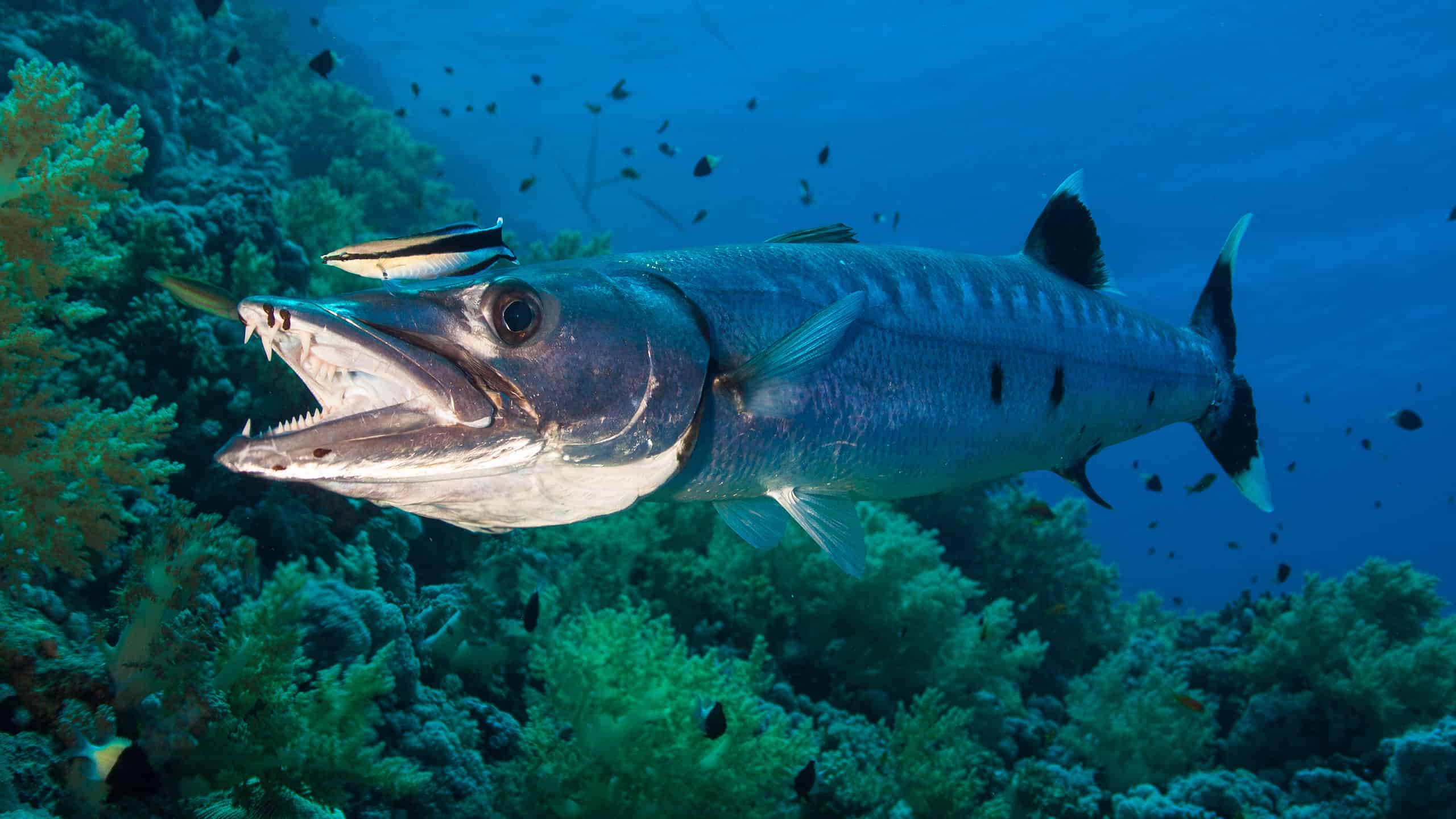 10 aggressive animals that may attack humans when threatened