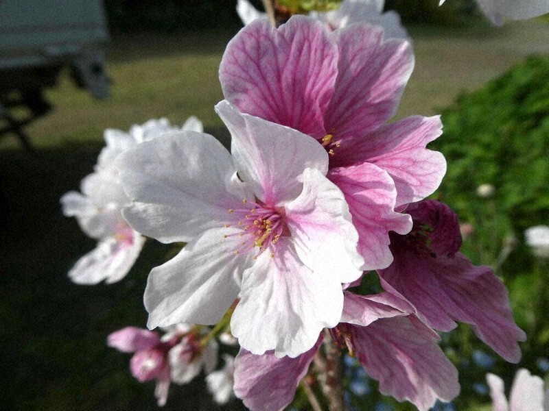 New cherry tree species found at Kumamoto Castle features pink and ...