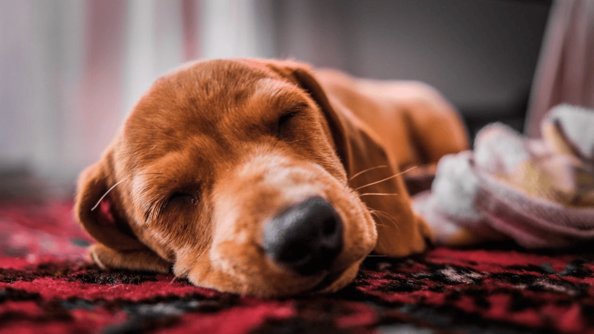 If your dog sleeps like this, your bond may be stronger than you think
