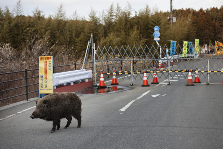 Hybrid 'mutant' pig population explodes following 2011 Japanese nuclear ...