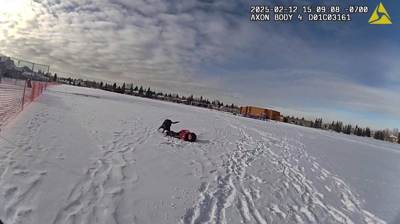 Calgary officer cleared after police dog mistakenly takes down nine ...