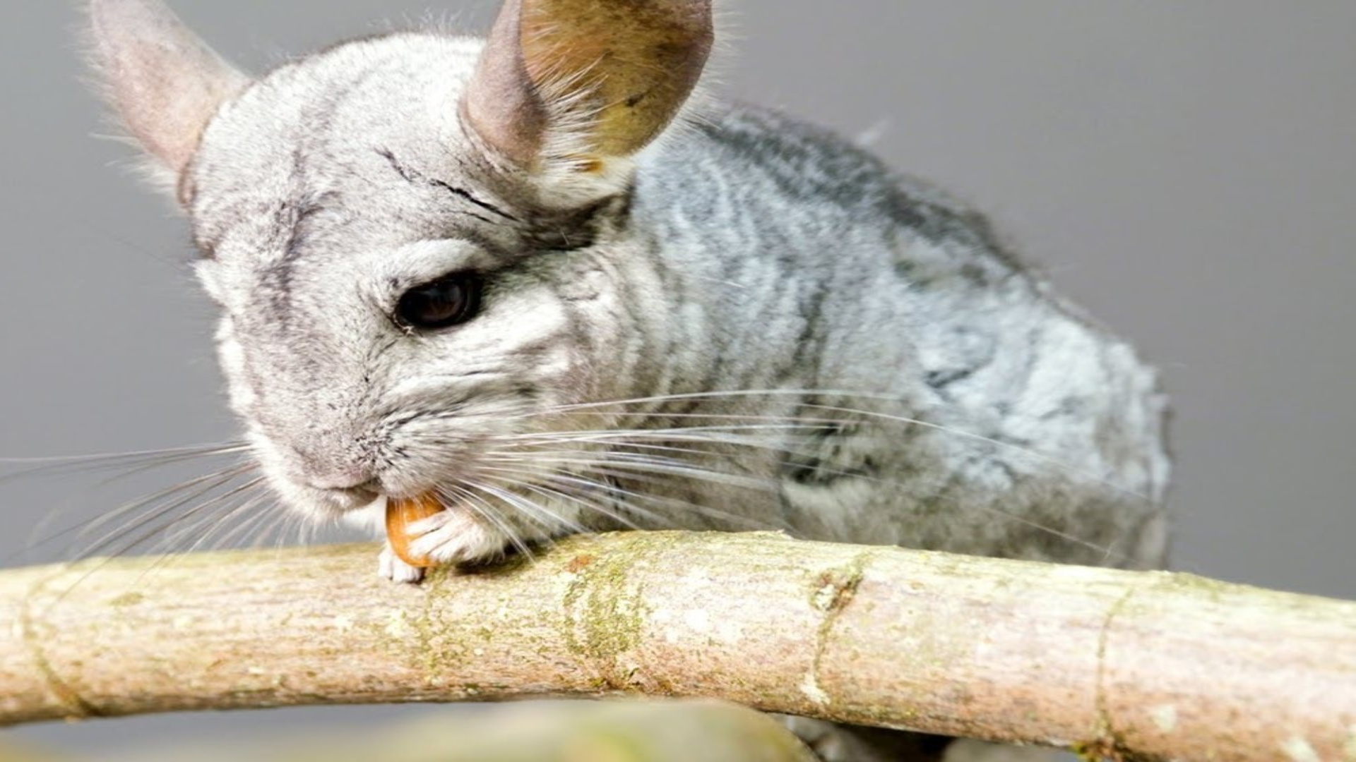 Bubble, the long-tailed chinchilla, and the fight for survival