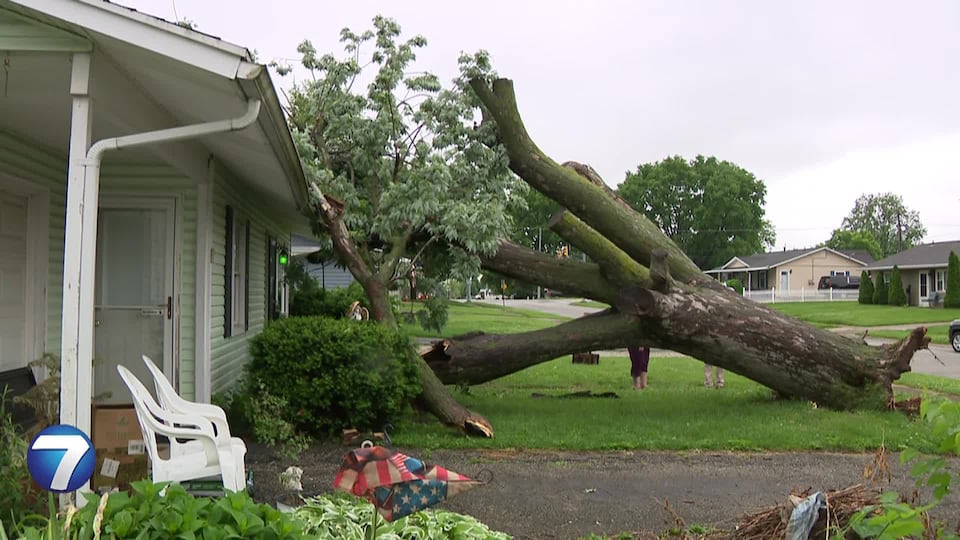 Homeowner shocked after large tree falls on house