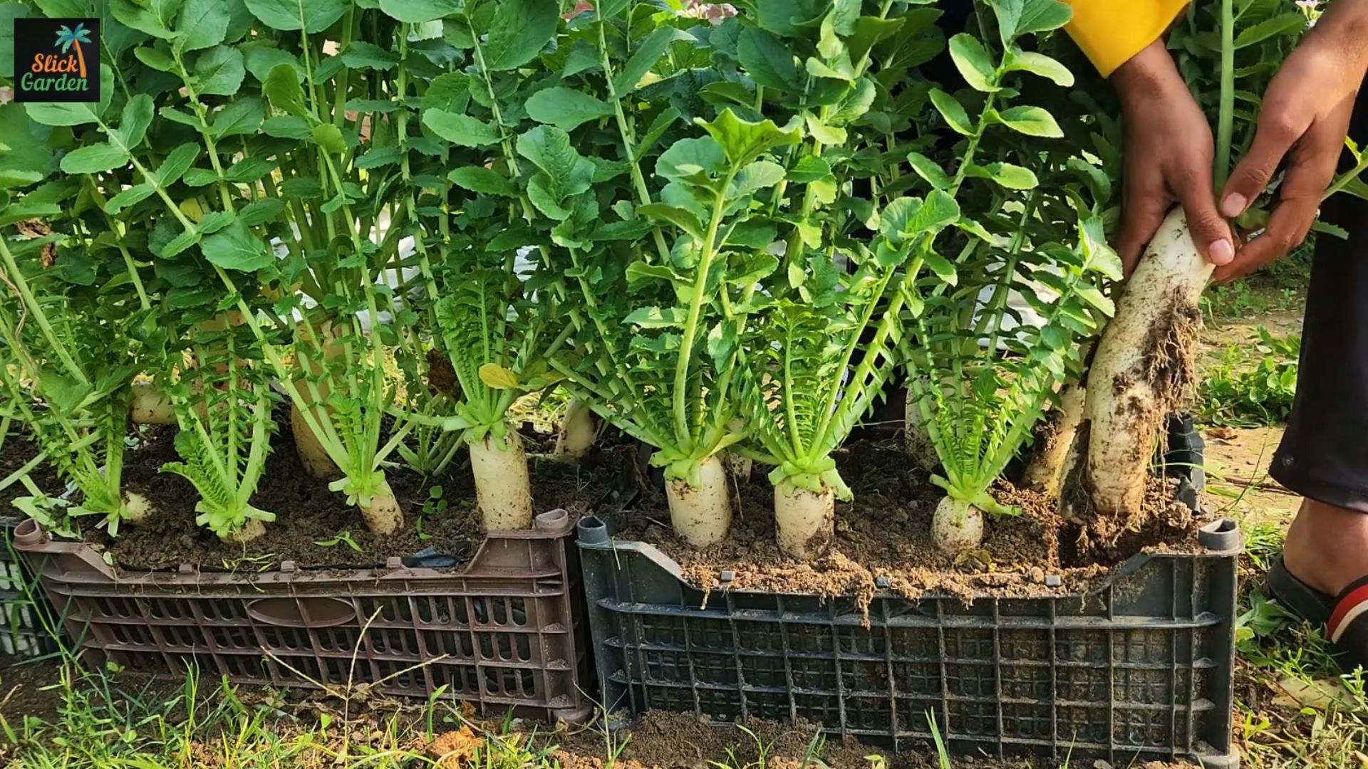 DIY organic fertilizer: Turn kitchen waste into growth!
