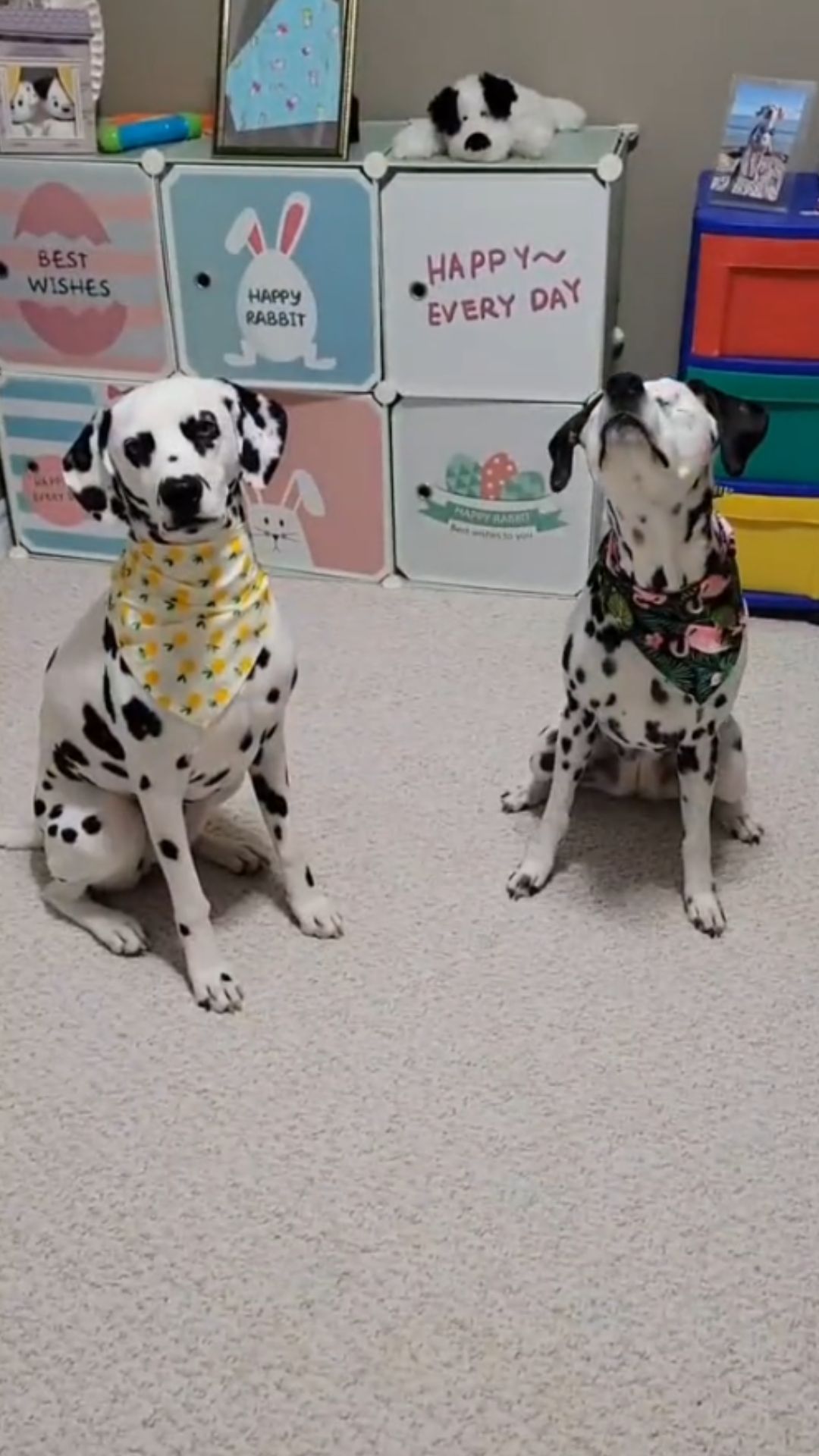 Adorable Dalmatians try their best to stay calm