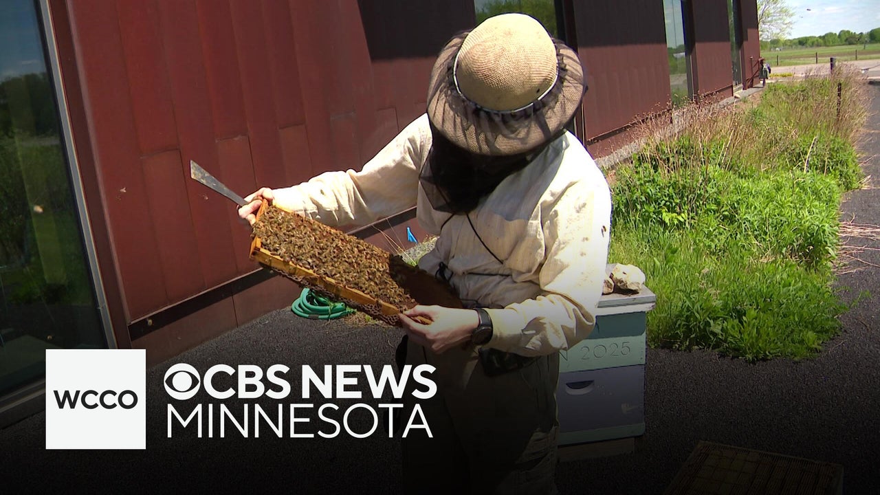 Researchers busy at University of Minnesota's bee lab