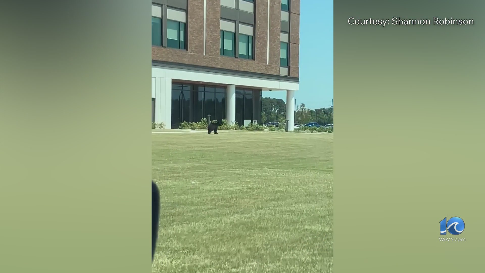 Black bear spotted in Riverside Smithfield Hospital parking lot