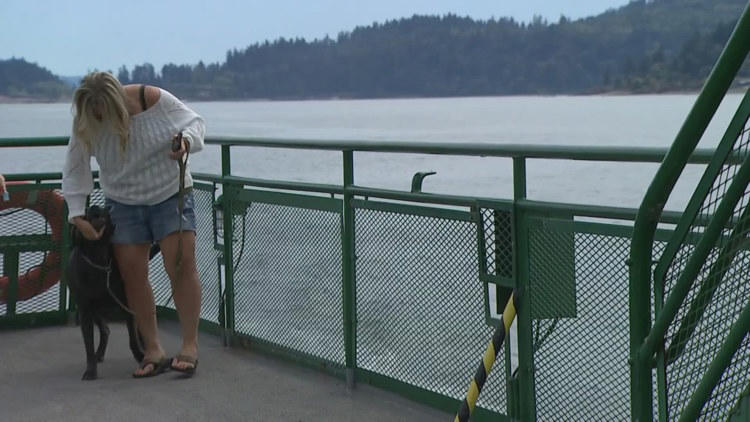 Leashed pets are officially allowed inside Washington State Ferry ...