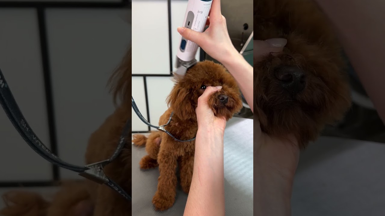Transforming a fluffy poodle with a vacuum grooming kit! ️🐶