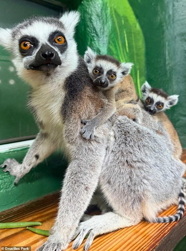 UK zoo welcomes not one but two ring-tailed lemur babies