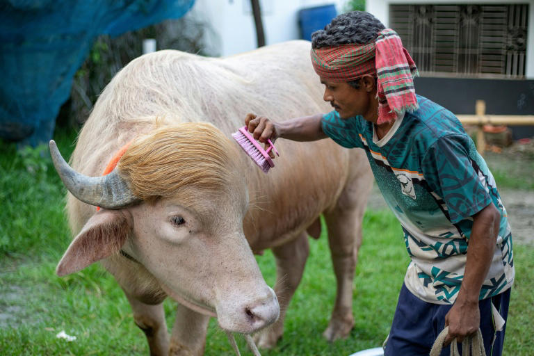 Commander-in-beef: Bangladesh's 'Donald Trump' buffalo wins fans