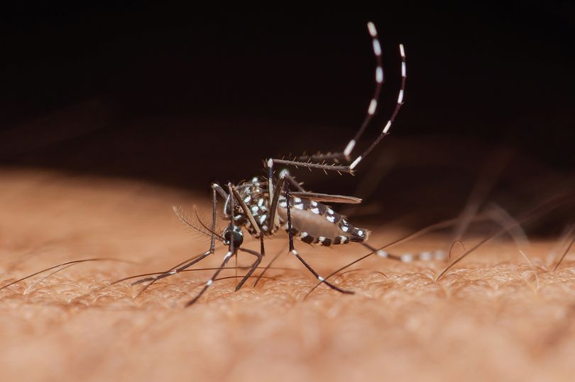 California discovers first West Nile virus sample of the year in ...