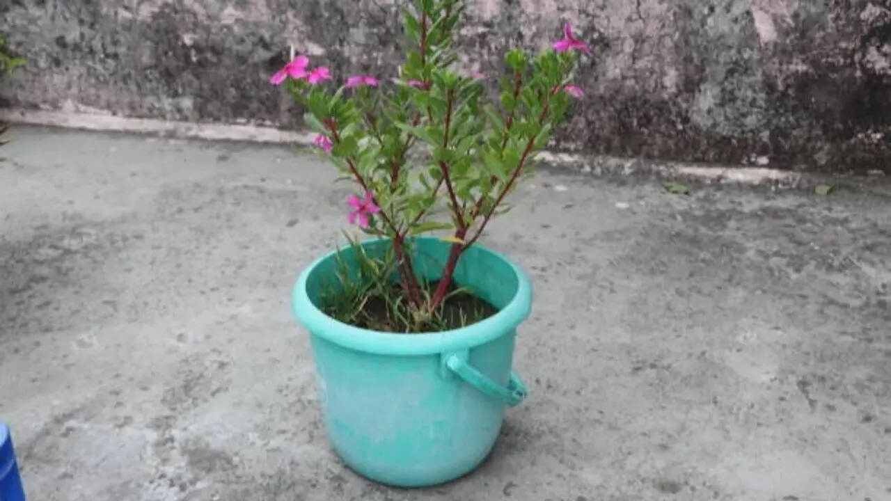 Indian gardeners are using old buckets, paint cans, and rice bags to ...
