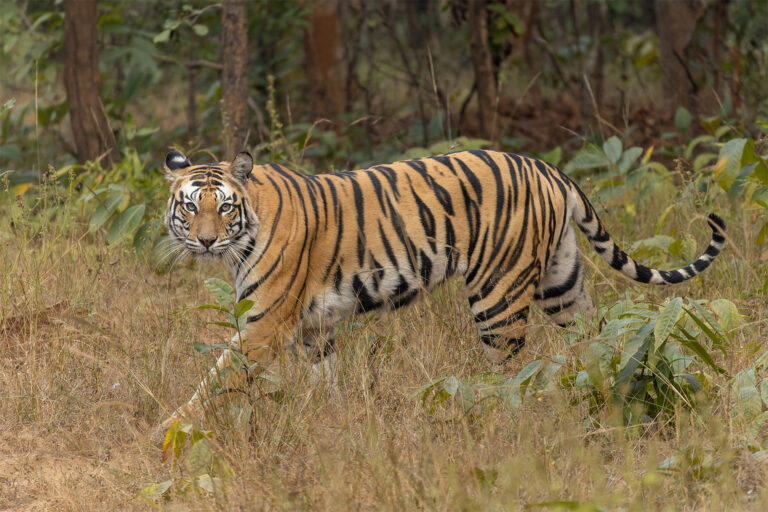 Nepal proposes park for 'problem' tigers amid rising conflicts