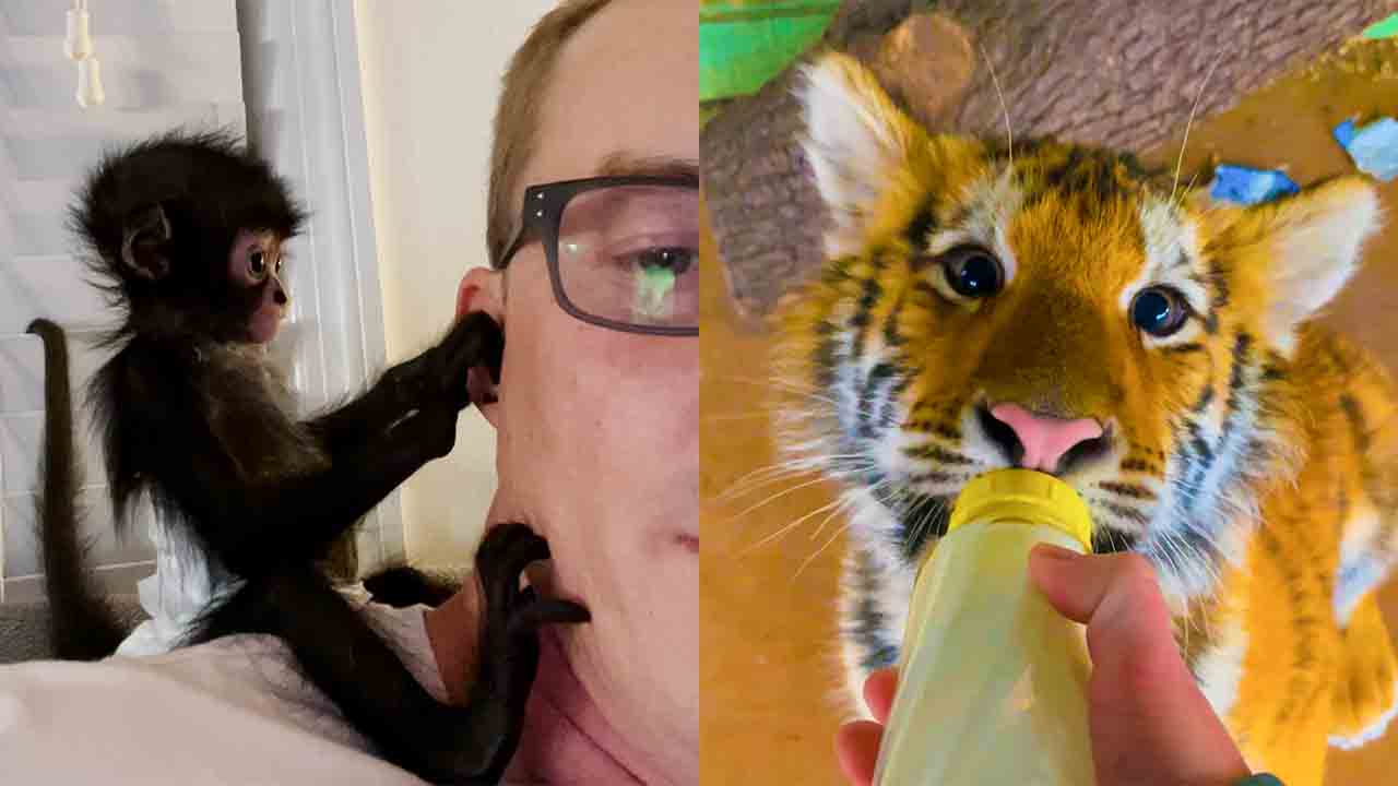 Heartwarming animal moments with pony parrot monkey kitten and tiger cub