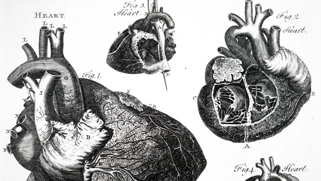 Your heart’s hidden superpowers revealed through science