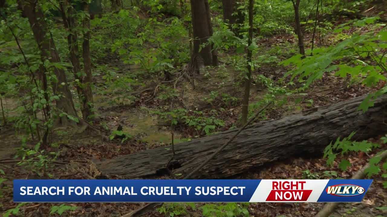 Groundskeeper finds badly abused dog in Iroquois Park; suspect sought