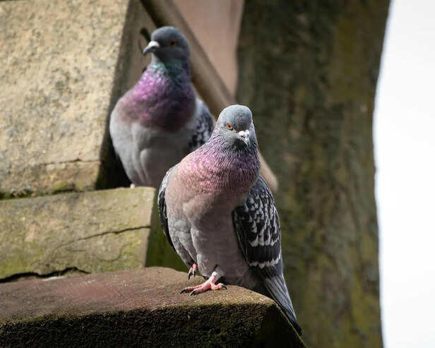 Why pigeons prefer walking over flying