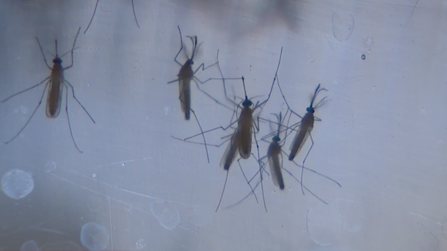 Mosquito season kicks off early with West Nile virus detected in Sacramento