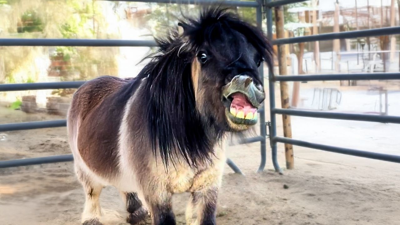 Rescued mini donkey spent years alone - until a giant horse became his ...