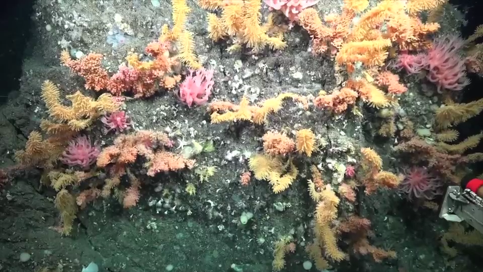 Extraordinary finds deep under water