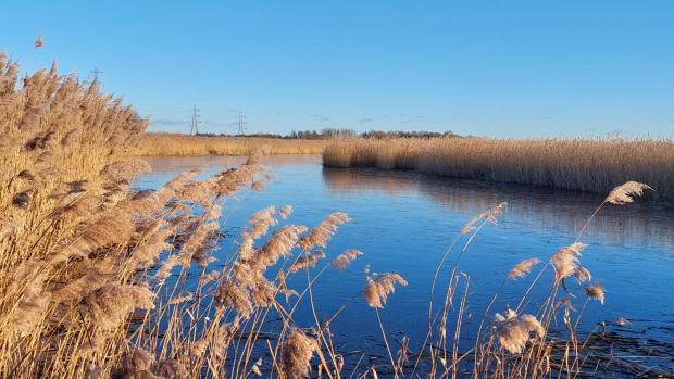 RSPB hosting walk in Newport Wetlands to learn about birds