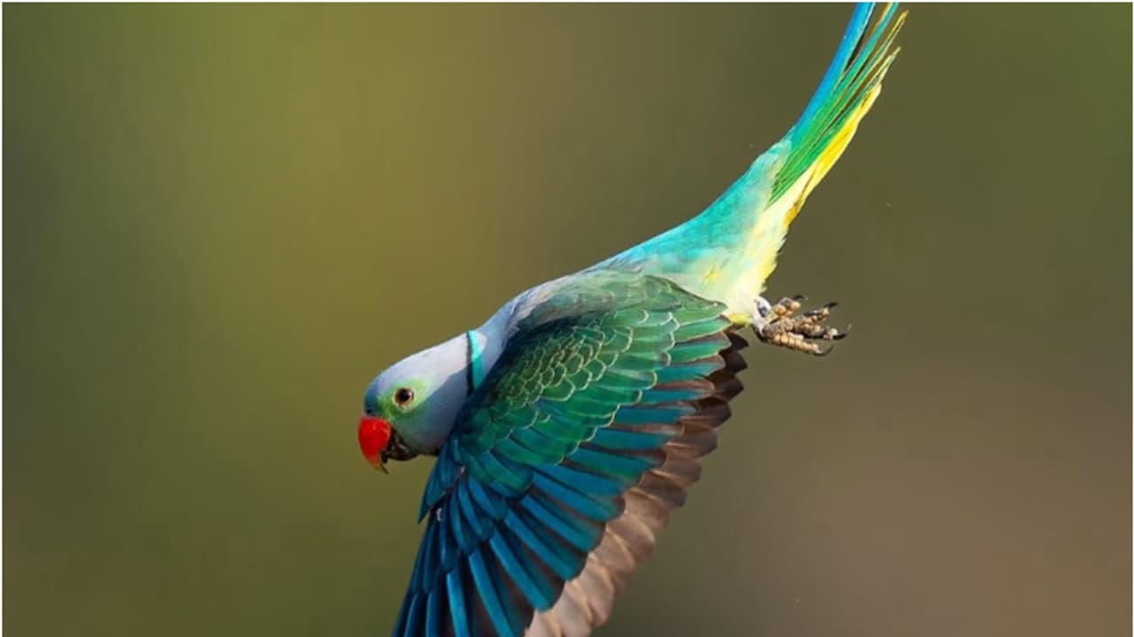 Seeing more parakeets around? Experts link it to climate change, read ...