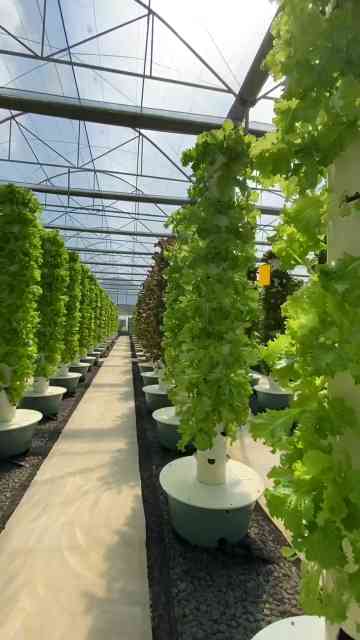 Growing fresh with aeroponic towers at KING Tower Farm