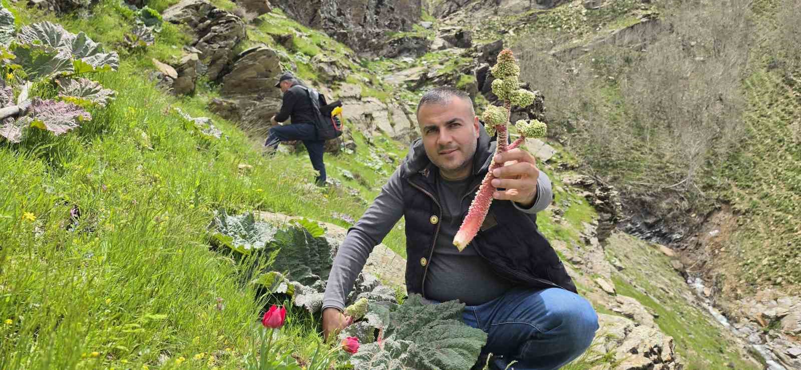Bitlisliler 'yayla muzu' için dağlara akın etti