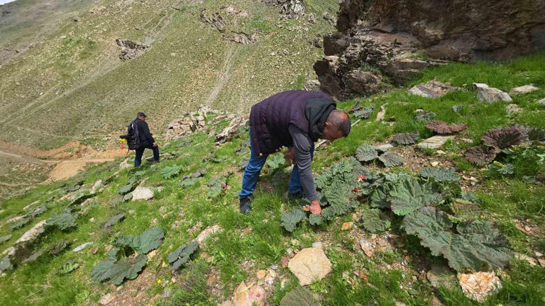 Bitlisliler 'yayla muzu' için dağlara akın etti