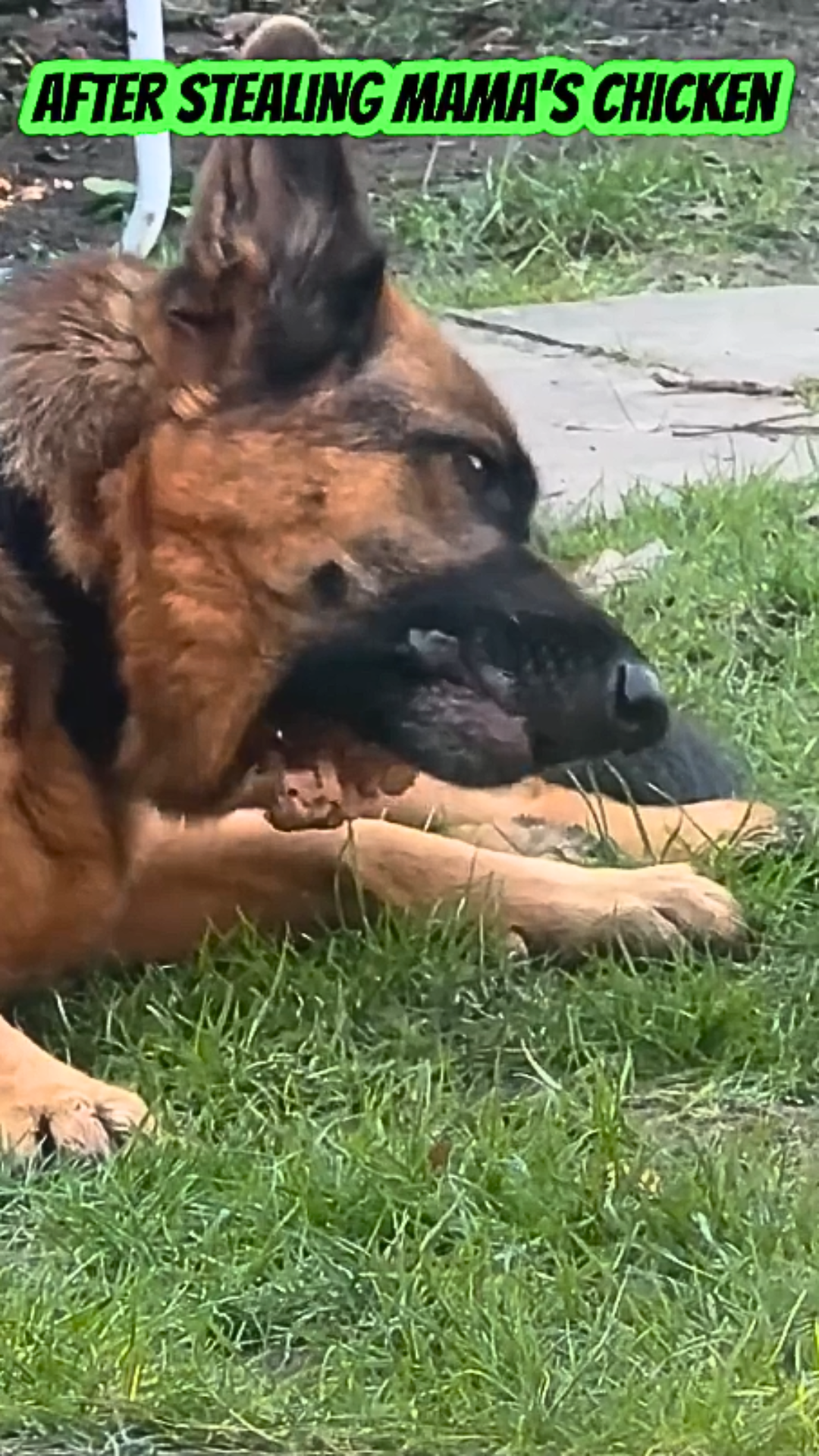 Cooper The German Shepherd Training Behavior