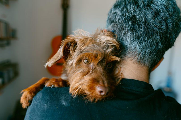 Dog owners warned over common, dangerous use of fipronil and imidacloprid