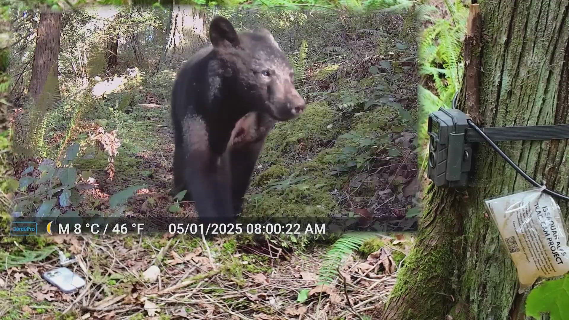 Issaquah volunteers use trail cameras to monitor wildlife