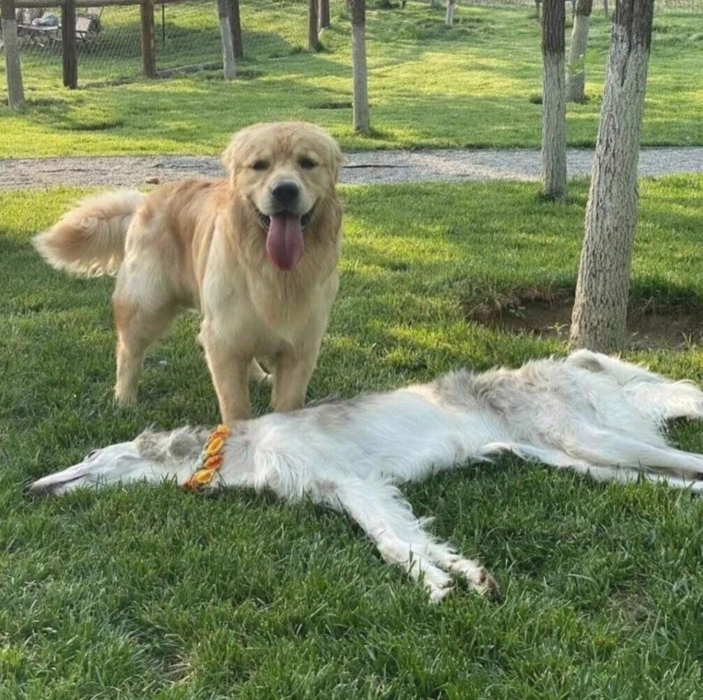 20 photos taken at the perfect moment