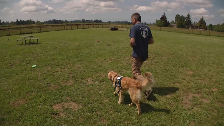 Who will save the service dogs? Cuts threaten a lifeline for veterans ...