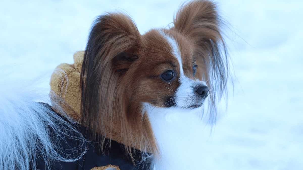 These are the 12 most obedient and easiest to train dog breeds ...