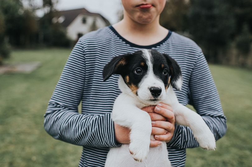 Which breeds 'most at risk' as 25,000 dogs have been stolen