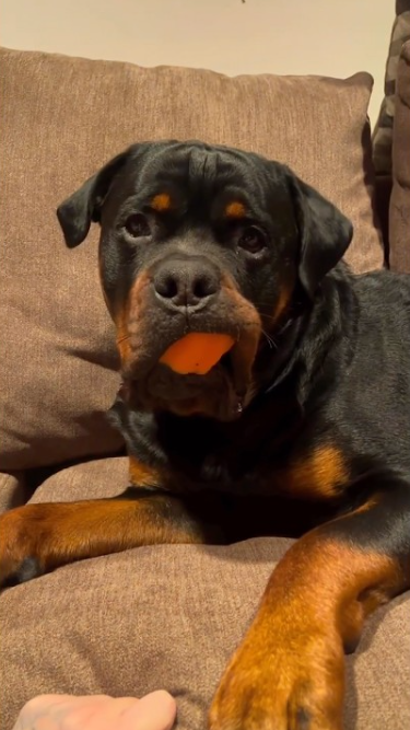 Nothing to see here funny dog acting totally innocent